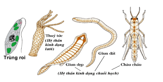 GiẢi ĐÁp Hệ Thần Kinh Dạng Chuỗi Hạch Có Ở Động Vật